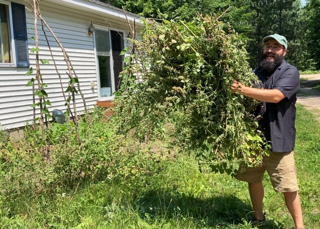 Harvesting and Processing Herbs for Winter - Mother Earth Living
